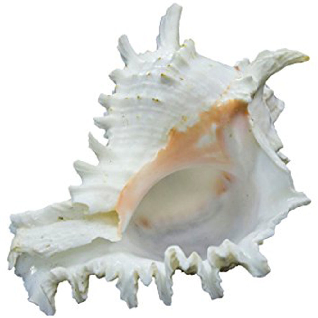 Natural Garuda Shankh Conch Sea Shell – A0350-07 - SriVanaja Puja Store