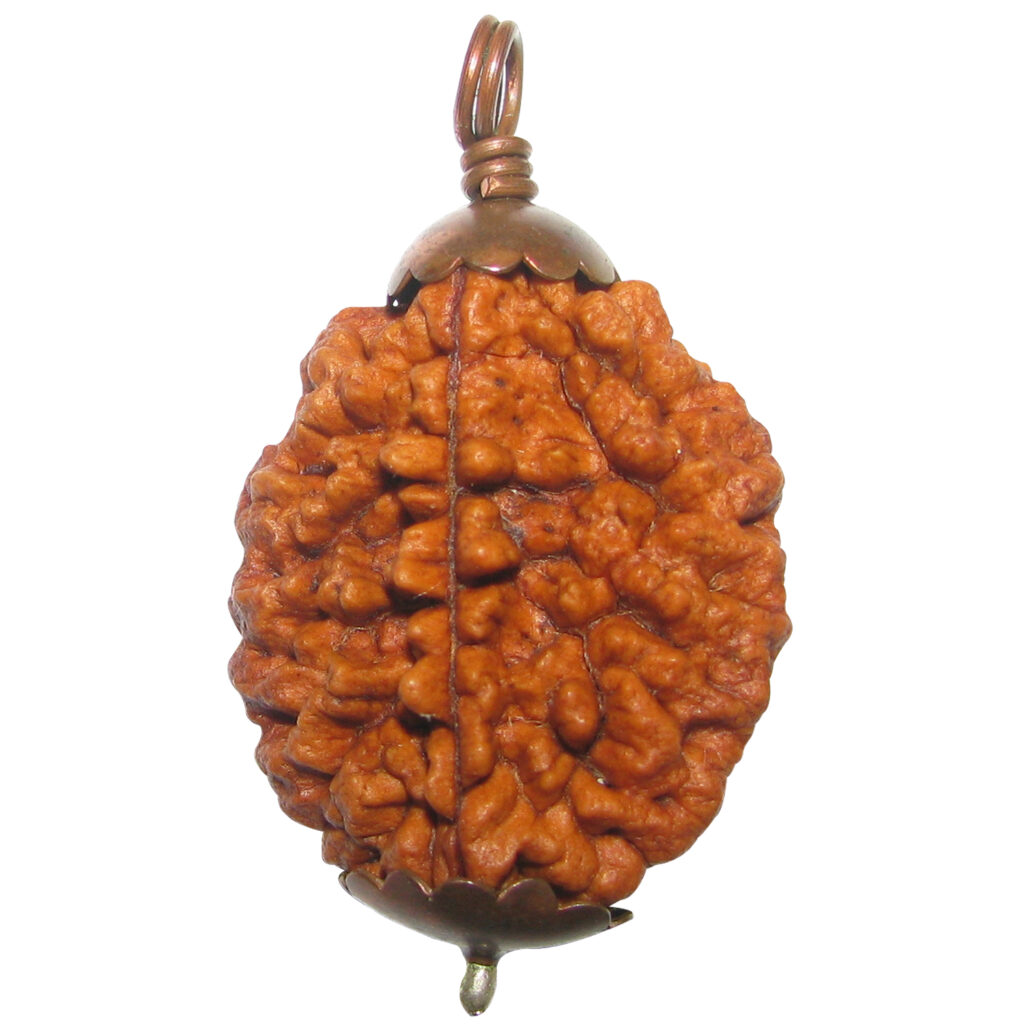 Two Mukhi Rudraksha (2 Face) Do Mukhi Rudraksha Copper Pendant – A1006 ...