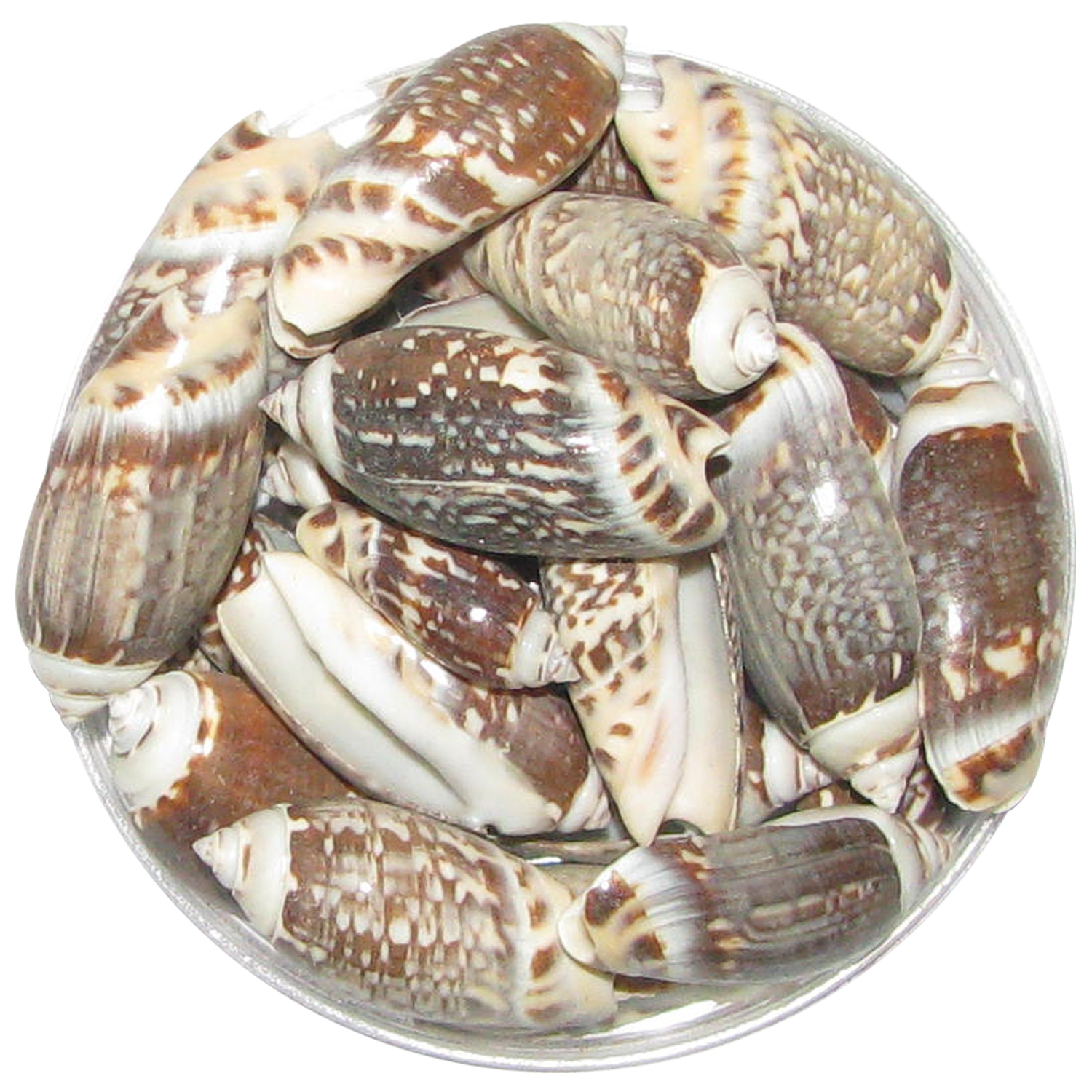 Shankh / Cowrie / Seashells - SriVanaja Puja Store